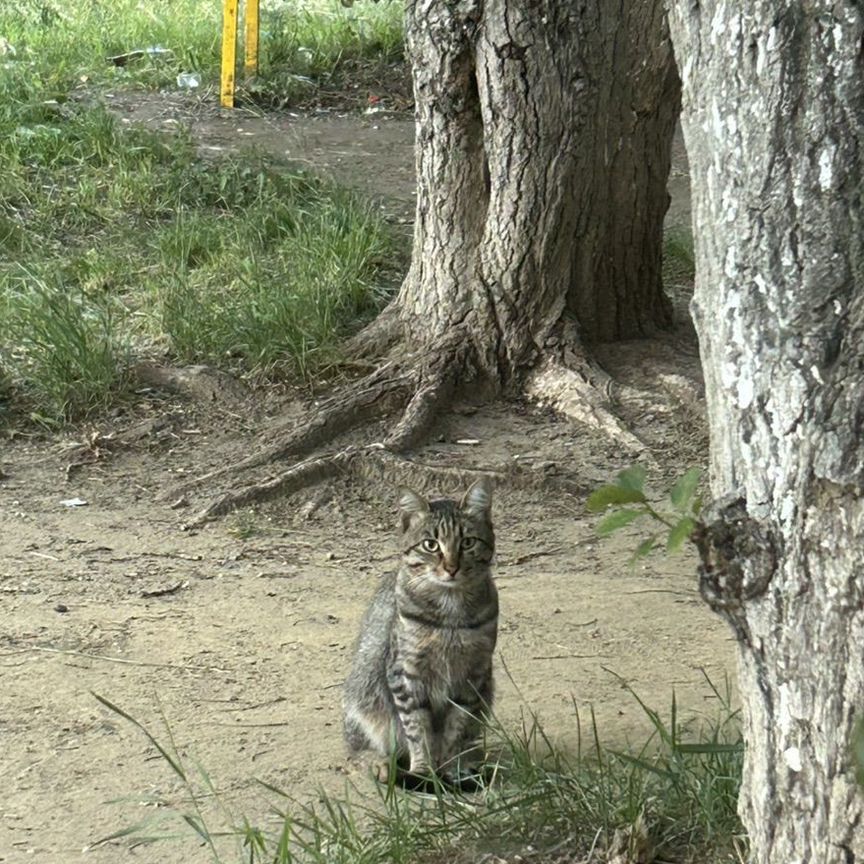 3 котика и их мама
