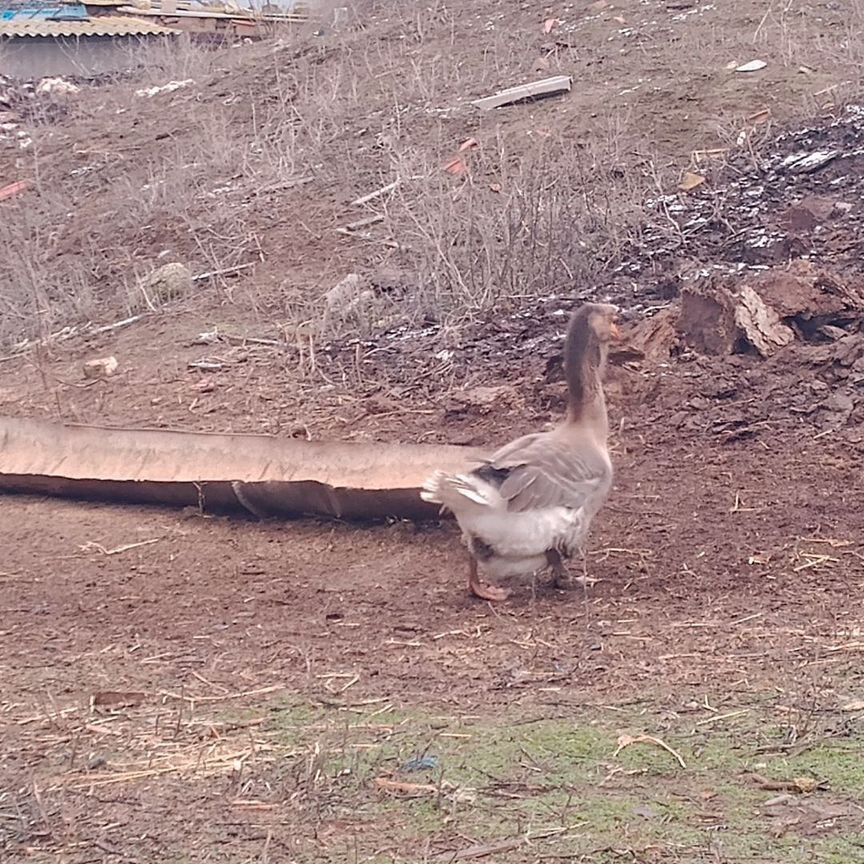 Холмогорский гусь