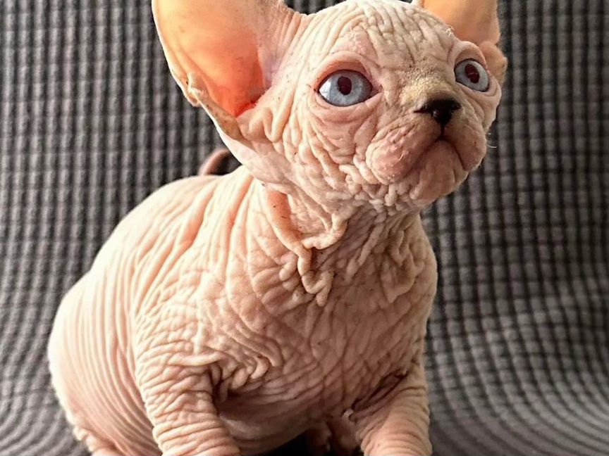 Малыш exotic bully face