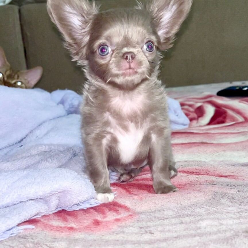 Лиловая куколка