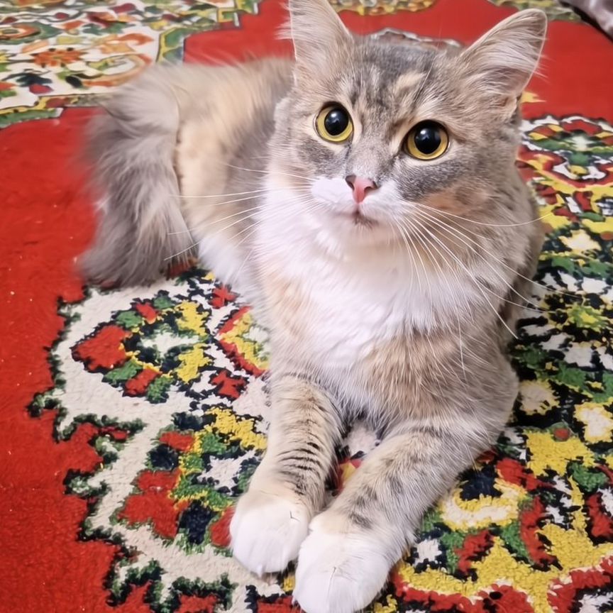 Кошки в добрые руки