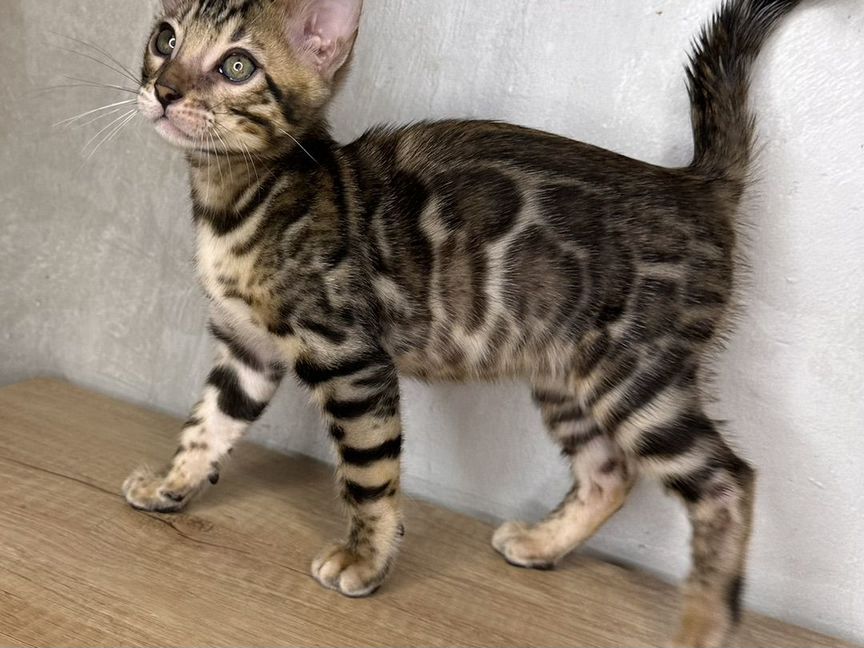 Очень ласковый котик