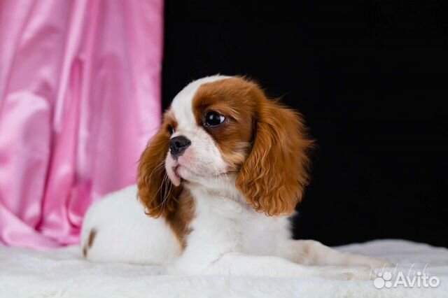 Кавалерочка девочка