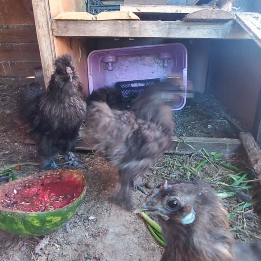 Китайские шелковые бородатые