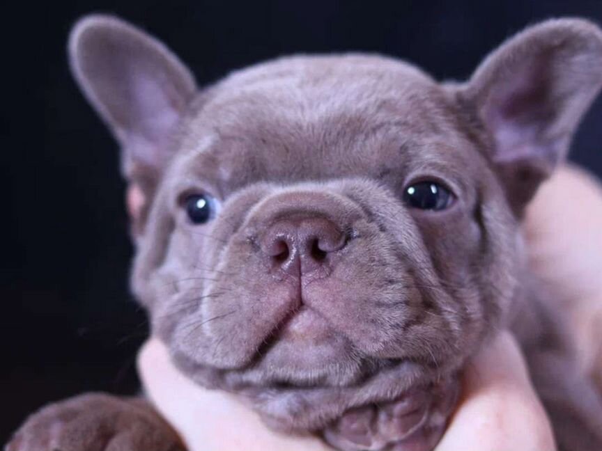 Голубое Новогоднее Чудо Французский бульдог