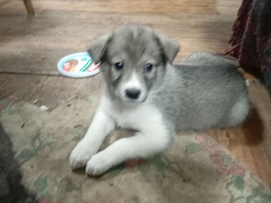 Почти маламут