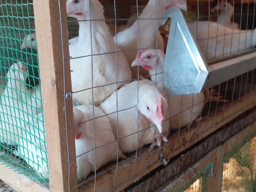 Бройлеры подрощеные, 1.5 мес