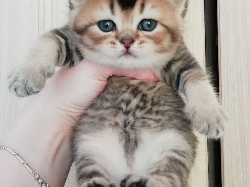Шотландские котята беби-фейс