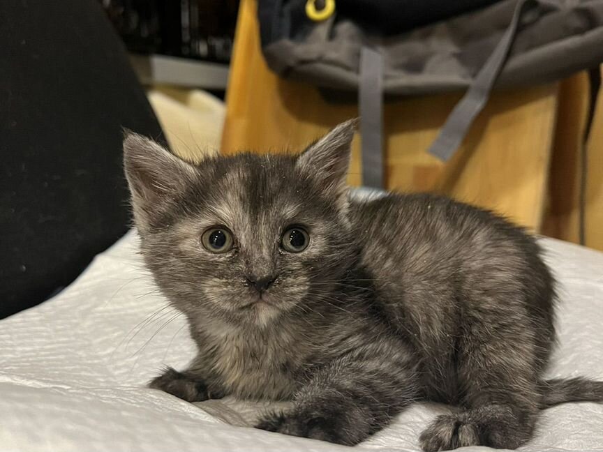 Малышка ищет дом