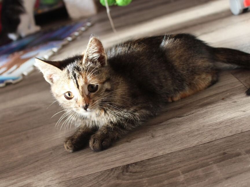 Котята трехцветки