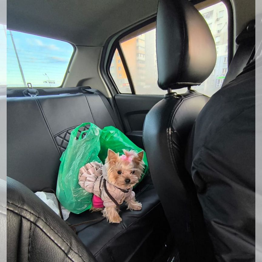 Щенок от частного владельца