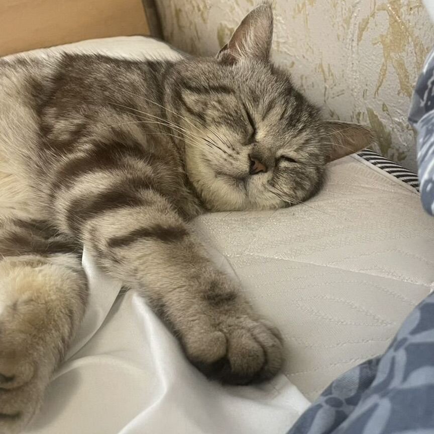 Случка кота