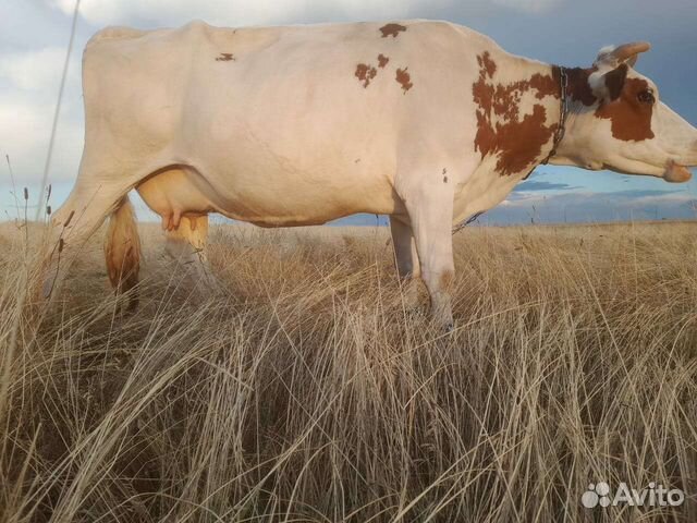 Корова высокоудойная стельная