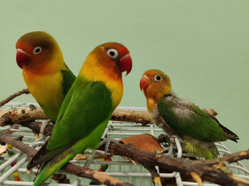 Ручной птенец неразлучника Фишера