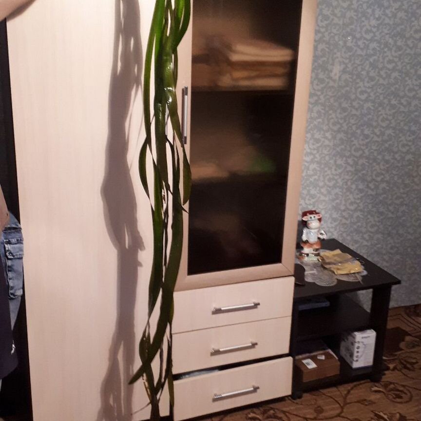 Аквариумная трава. Валиснерия гиганская