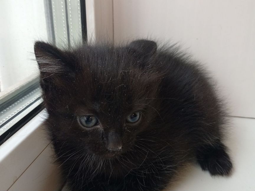Кошка