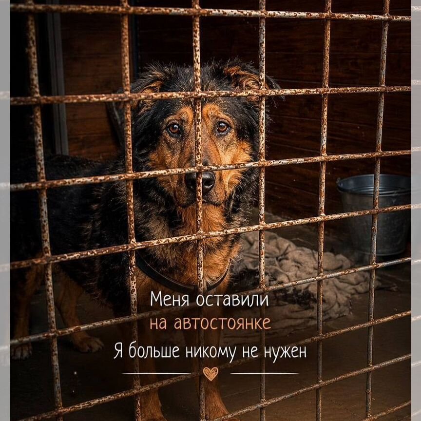 Взрослый пёс в добрые руки