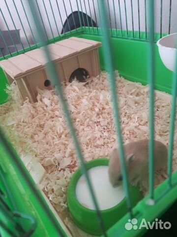 Джунгарские хомяки бесплатно