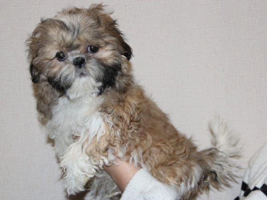 Ши-тцу мальчик 3 мес