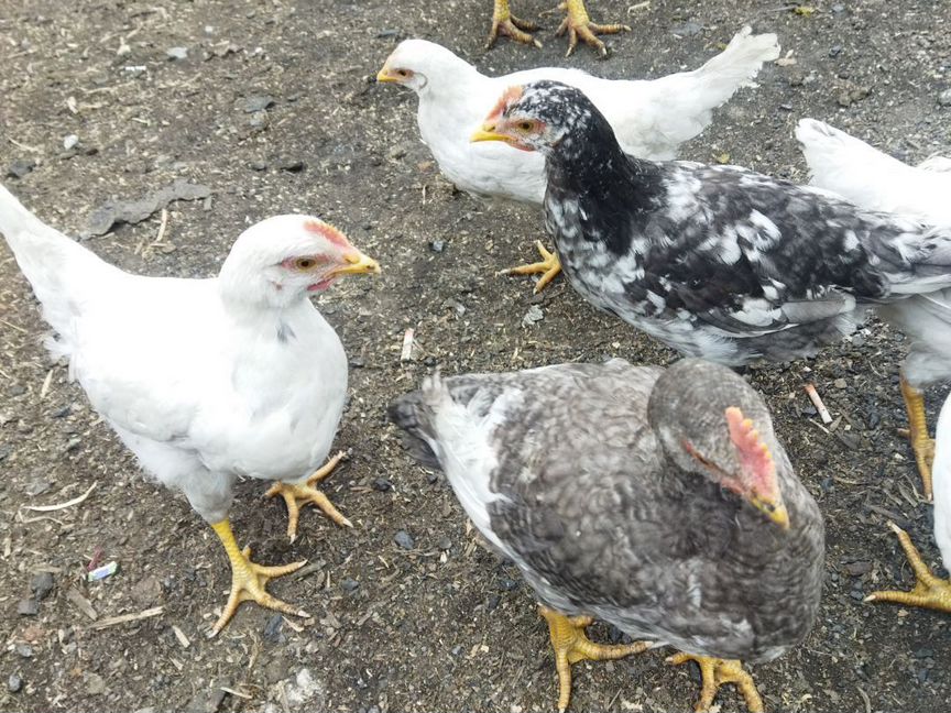 Куры несушки домашние