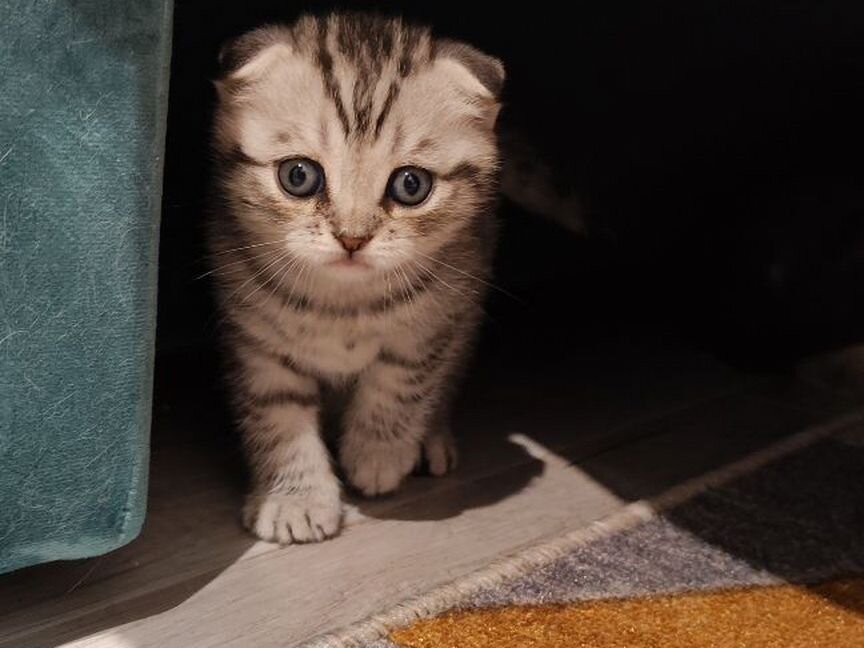Шотландские вислоухие котята