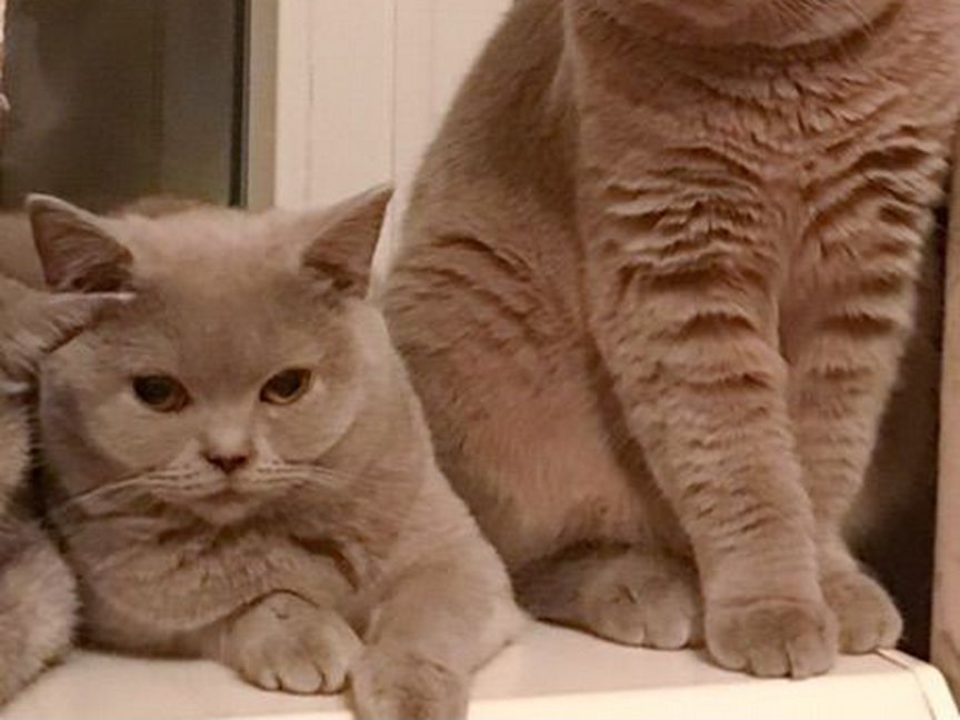 Кошечка подросток Аленушка