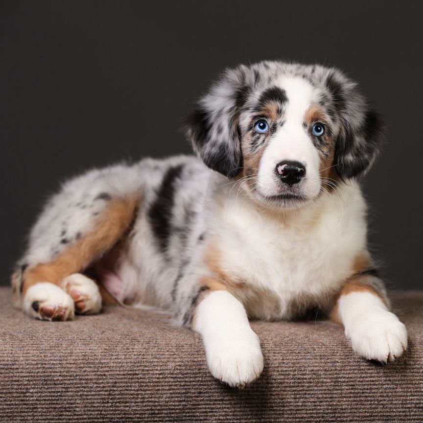 Миниатюрная американская овчарка, щенок