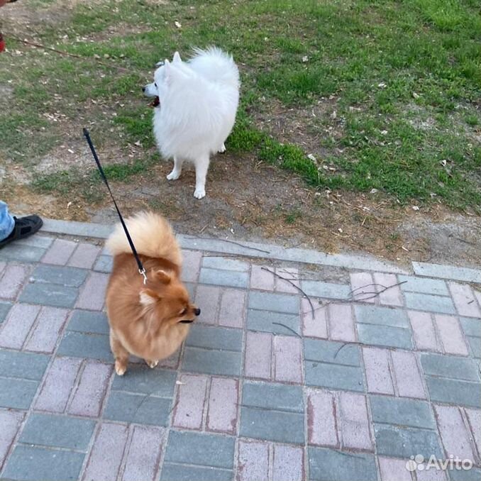 Японский шпиц вязка