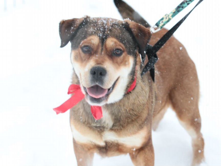 Добродушная собака Баста