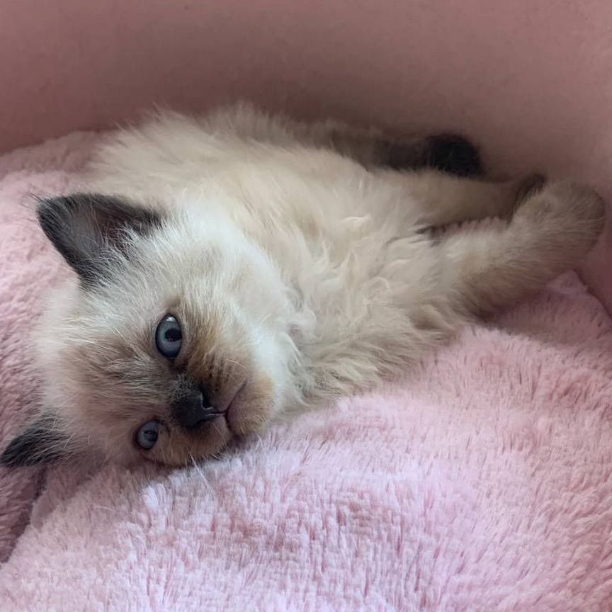 Котята Невской Маскарадной породы