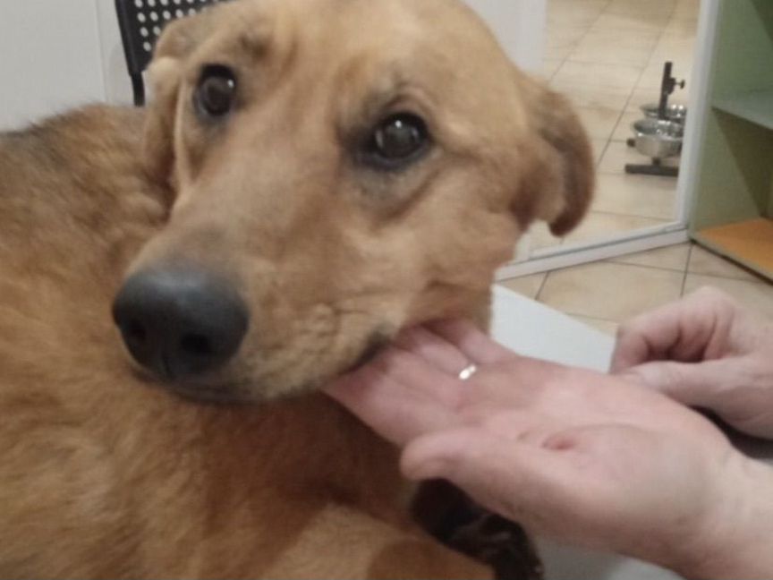 Собака в добрые руки