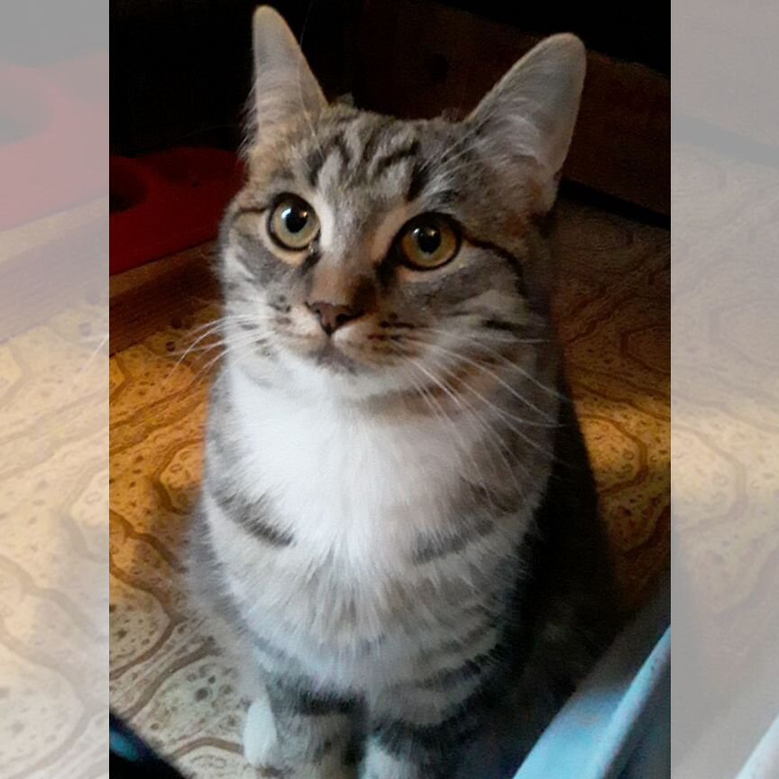 Котенок девочка Снежка ищет дом