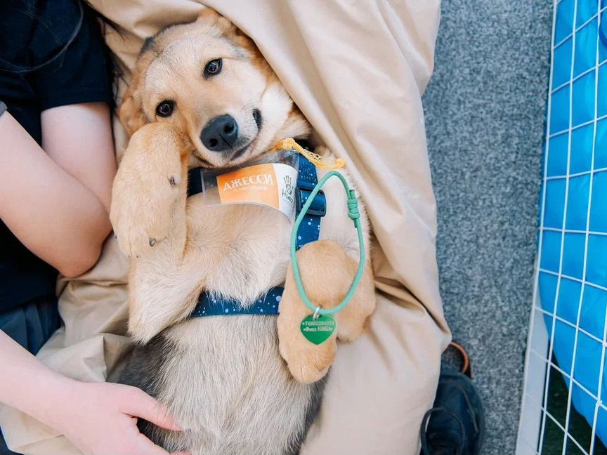 Щенок Джесси из приюта бесплатно в добрые руки