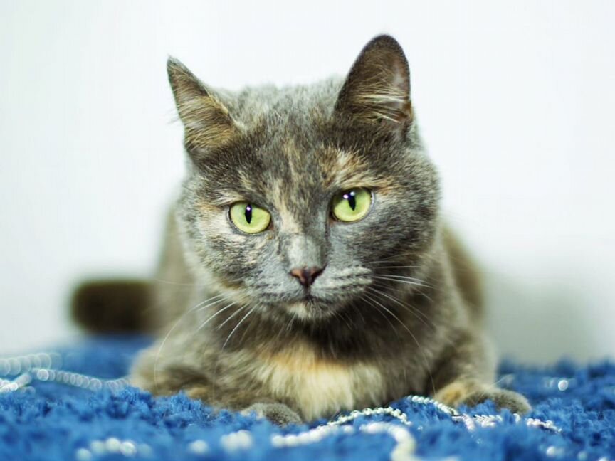 Черепахового окраса ласковая кошечка Иришка