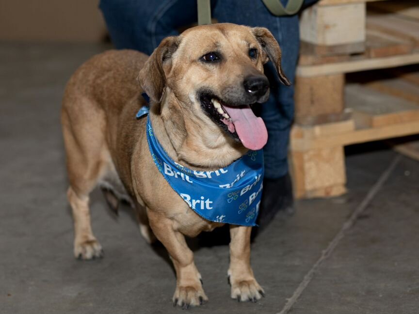 Собака метис таксы в добрые руки