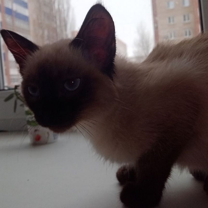 Котенок сиамский мальчик