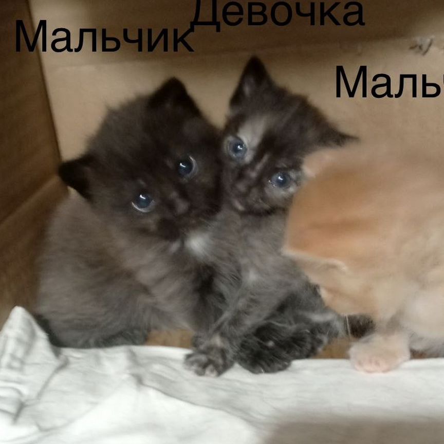 Британский короткошёрстный котёнок