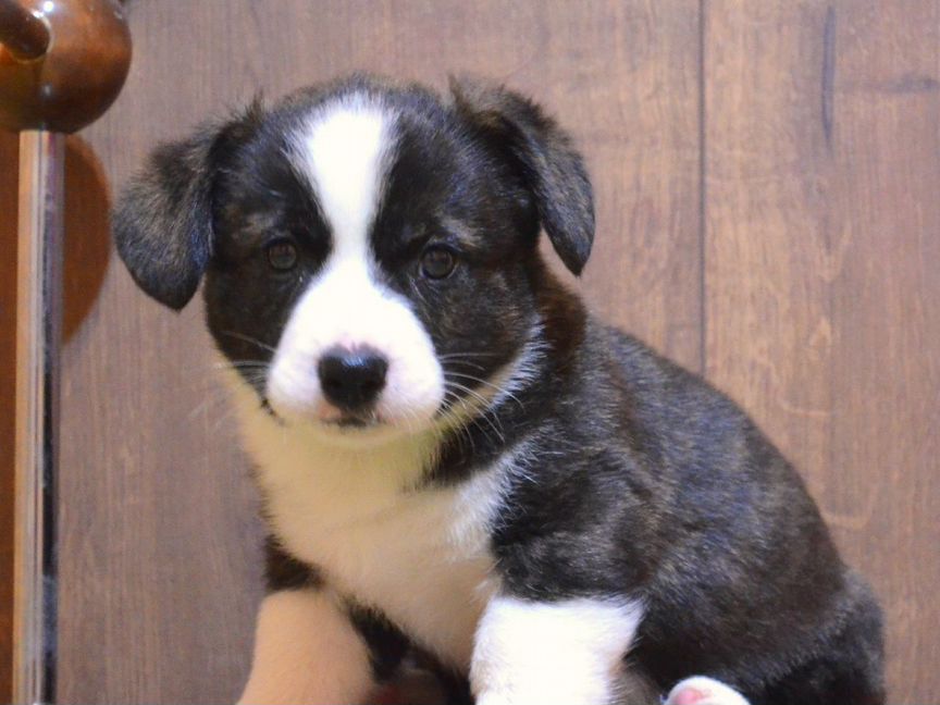 Щенок Вельш корги кардиган(тигровый мальчик)