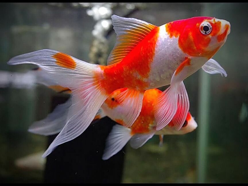 Рыба комета