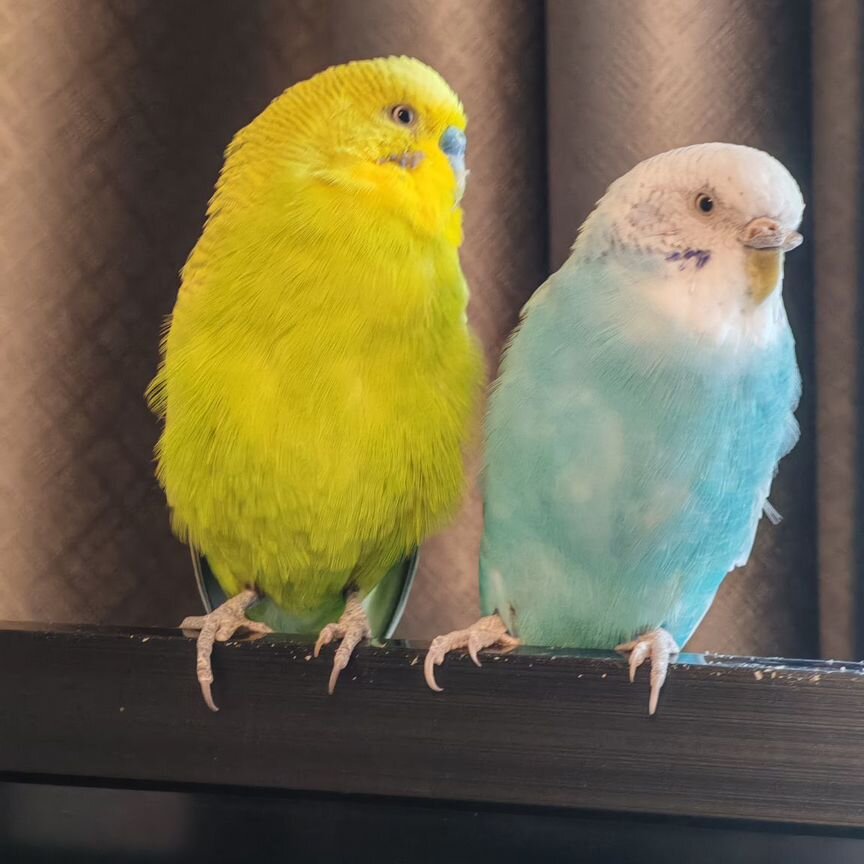 Продам пару волнистых попугаев, вместе с клеткой
