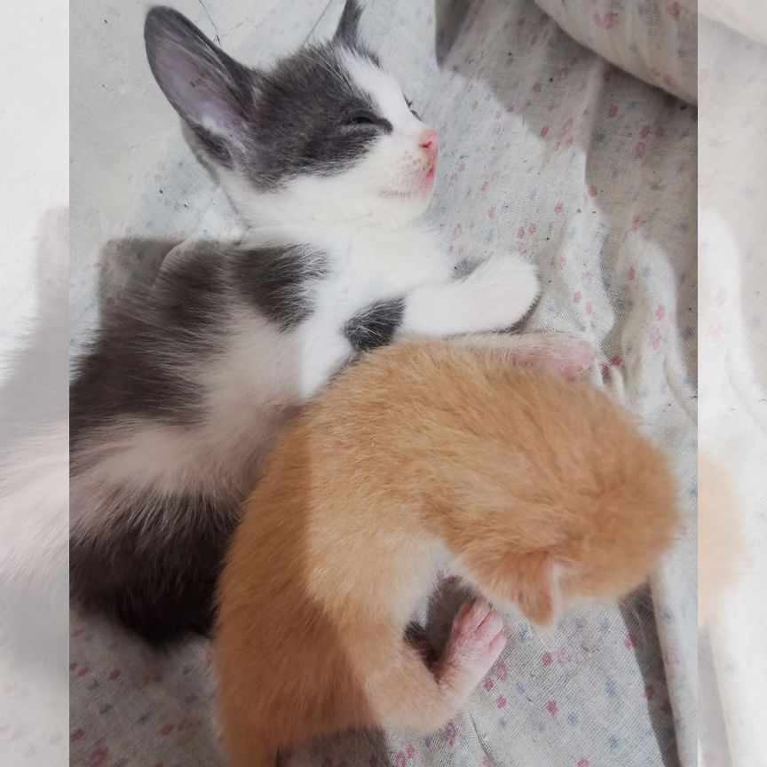 Котятки в добрые руки