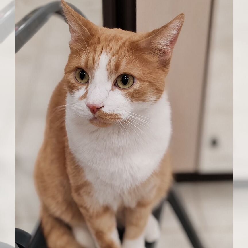 Взрослый кот в добрые руки