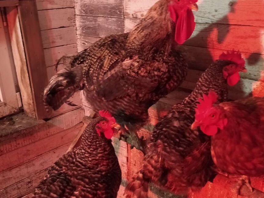 Куры и петух, чешский доминант