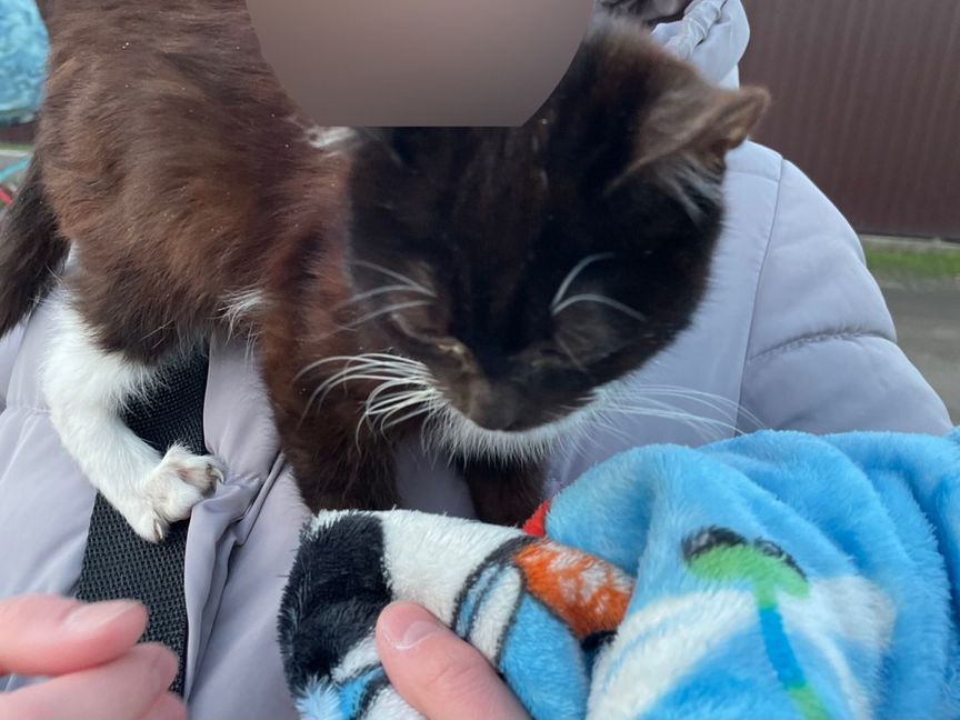 Котенок отдам бесплатно
