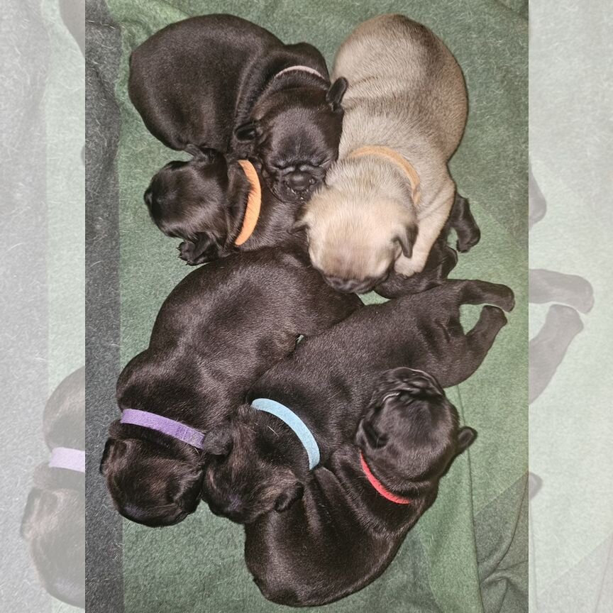 Щенки французские бульдожки