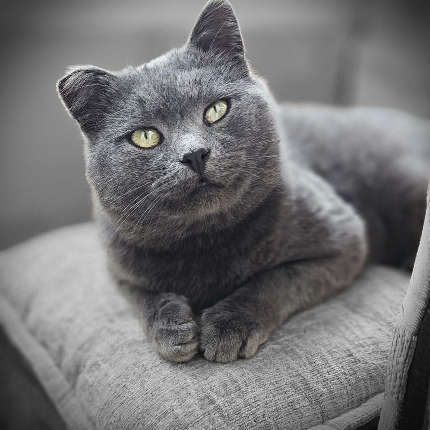 Отдам кота в добрые руки