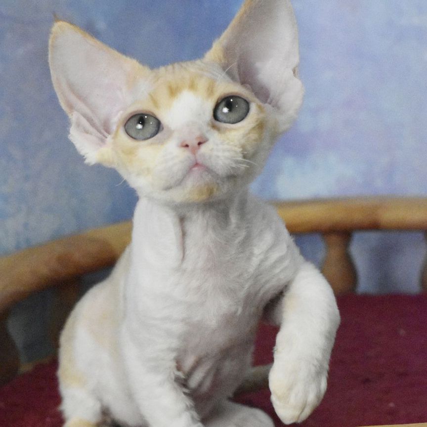 Котята девон-рекс