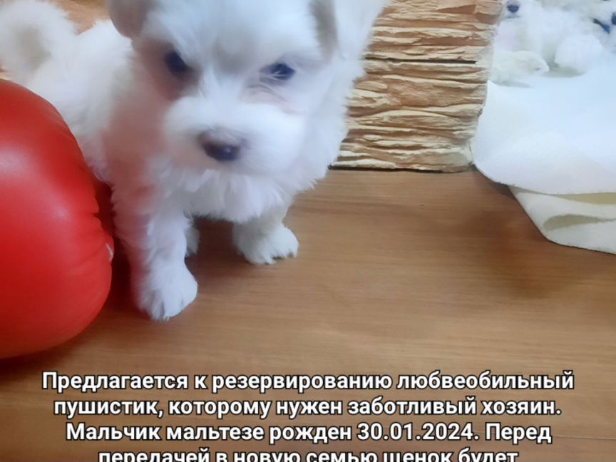 Щенки мальтийской болонки