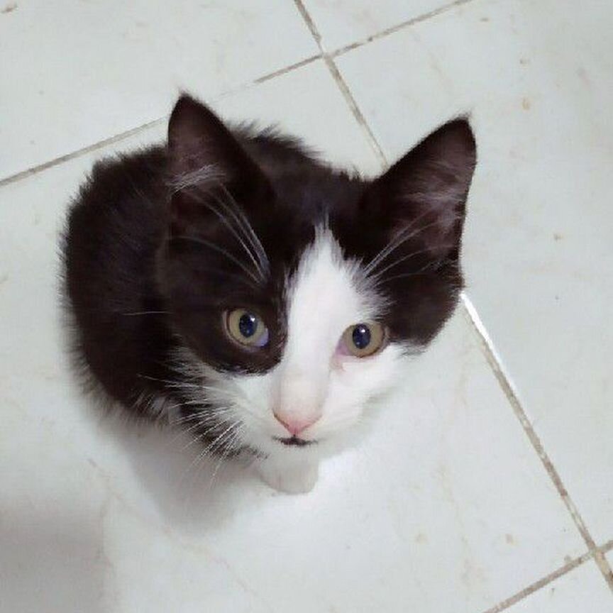 Месячный котенок