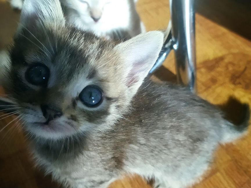 Ласковый котенок мальчик